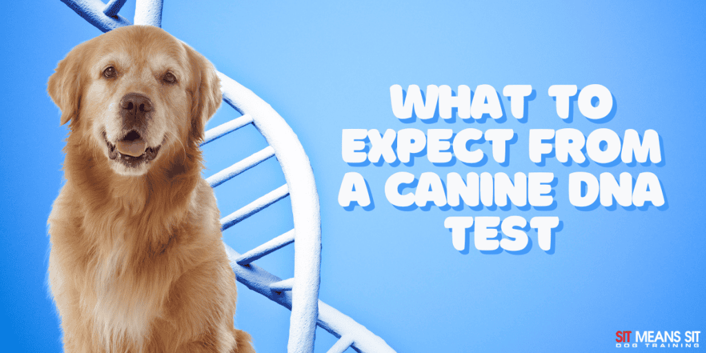 What to Expect From a Canine DNA Test | SMS STL