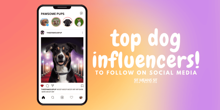Who Are the Top Dog Influencers on Social Media? | SMS STL